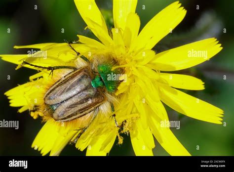 Bumble Bee Scarab Beetle Eulasia Pareyssei Eulasia Laserri Eulasia