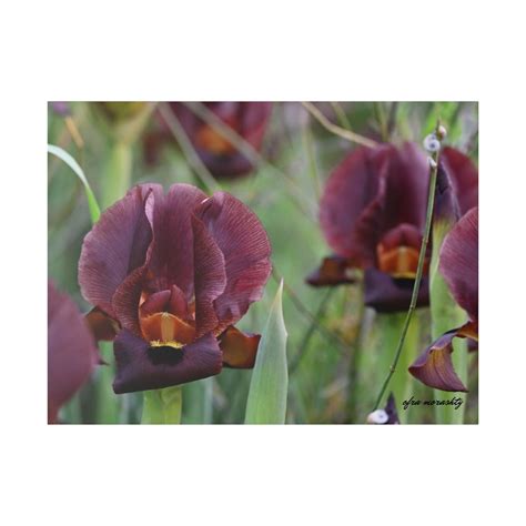 Capturing Iris Magic Artistic Photography Canvas Prints For Home Decor O Nature Observer