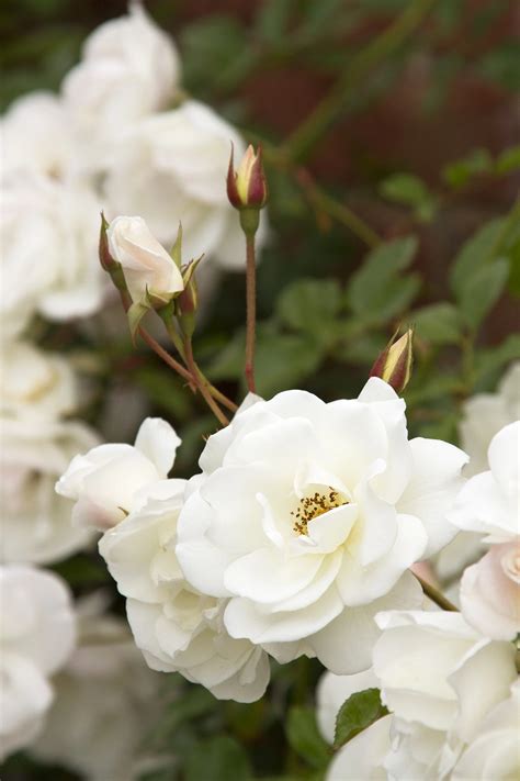White Iceberg Shrub Rose Rosa Spp Iceberg Monrovia Plant