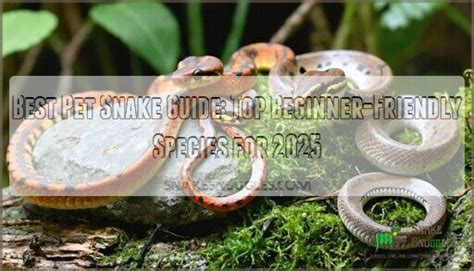 Snake Venom Gland Structure Function Secrets Of Lethal Chemistry