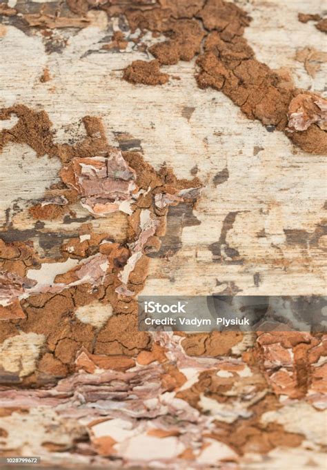 진짜 나무 오래 된 나무 텍스처입니다 갈색 녹색 구조와 나무 배경입니다 자연 숲 소박한 사진입니다 생태 소나무 껍질입니다 갈색에 대한 스톡 사진 및 기타 이미지 Istock