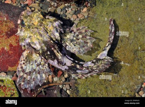Long Spined Sea Scorpion Taurulus Bubalis Fish In Shallow Rockpool
