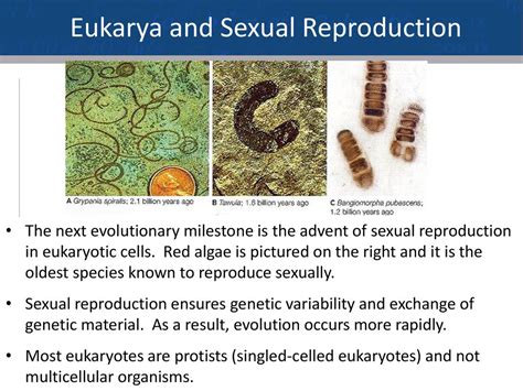 Macroevolution Part Iv Ppt Download