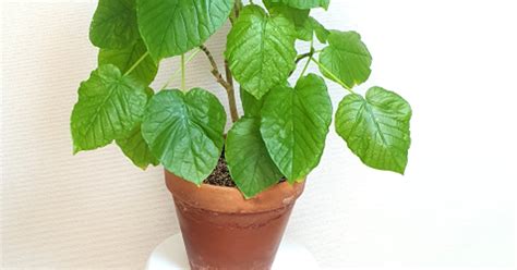 ️3 산소 탱크라 불리는 실내 공기 정화 식물♡휘커스 움베르타 ♡ 식물♡대형 토분 포함 두왕동 식물 당근 중고거래