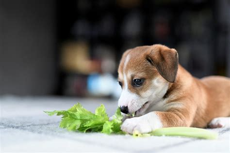 Can Dogs Eat Celery Dutch