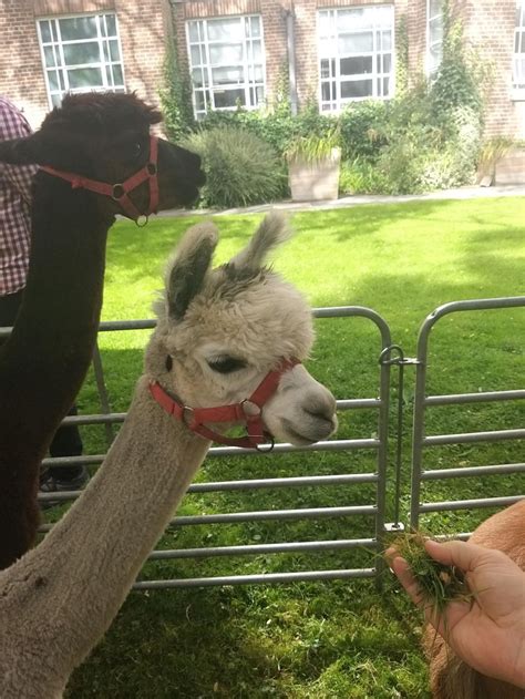 Lovequb Qubpsych Swan Qub School Of Psychology