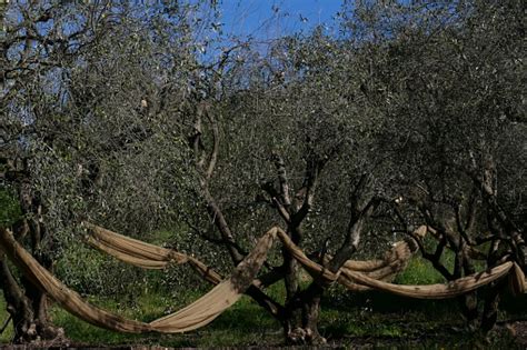 올리브를 모으기 위해 그물을 가진 올리브 나무밭 라게트의 오래된 길 알프스마리타임스 들에 대한 스톡 사진 및 기타 이미지 들 따기 올리브 Istock