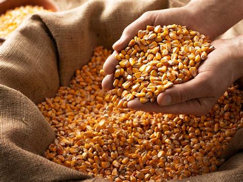 Technical Resource Analysis Of Aflatoxins In Corn And Peanuts Using