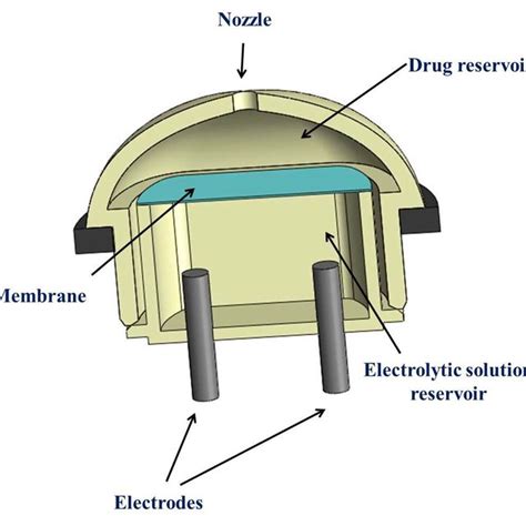 Simulation Of The Membrane Deformation Download Scientific Diagram