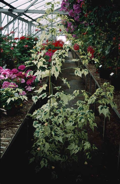 Abutilon Savitzii V Abutilon Savitzii Conservatory Greenhouserhs