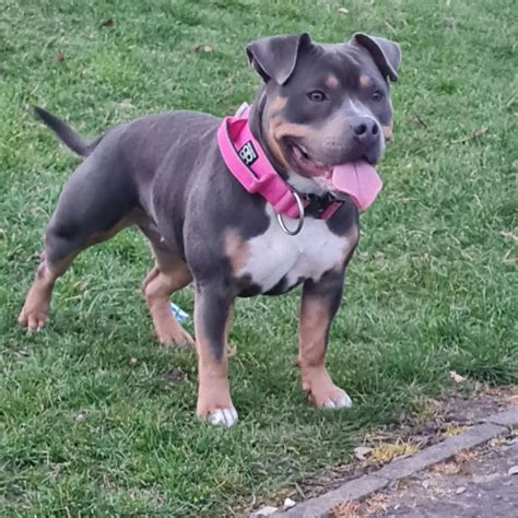 Pocket Bully Pitbulls