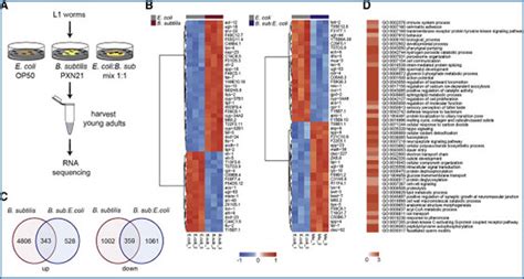 Researchers Use Rna Seq To Understand How Gut Bacteria Could Guard Against Parkinsons Rna Seq