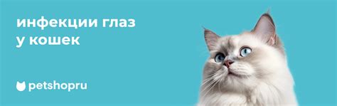 Как использовать капли для глаз при глаукоме у кошек и достичь ...