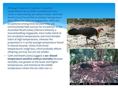 Ppt Avian Reproductive System Powerpoint Presentation Free Download