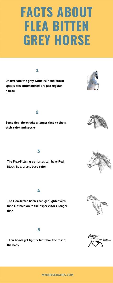 7 Facts About Flea Bitten Grey Horse Equine Desire