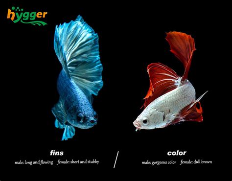 Difference Between Male And Female Fighter Fish