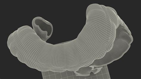 Intestine Medical Model 3d Turbosquid 2068869