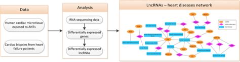 Transcriptome Analysis Of Long Noncoding Rnas Reveals Their Potential