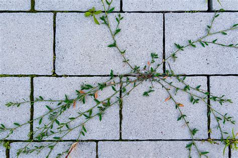 콘크리트 포장재 사이에서 자라는 잡초 균열 사이로 녹색 잡초가 자라는 콘크리트 포장재의 상세한 샷 0명에 대한 스톡 사진 및 기타 이미지 Istock