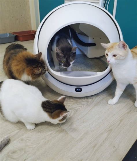 UNIQPET умные гаджеты для животных