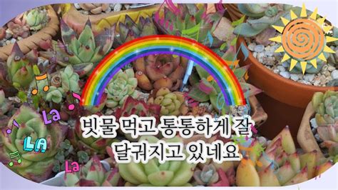 5월9일 🌞햇살 좋고 🌬️바람 좋고 옥상다육이🪴 달구기에 더 없이 좋은👍 날입니다 활대사용 선반 온도차 다육식물
