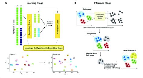 Architecture Of Mapcell Siamese Neural Network Snn A Top Snn Download Scientific