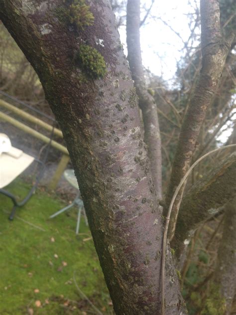 Tree Identification Tree Identification Pictures Arbtalk The Social Network For Arborists