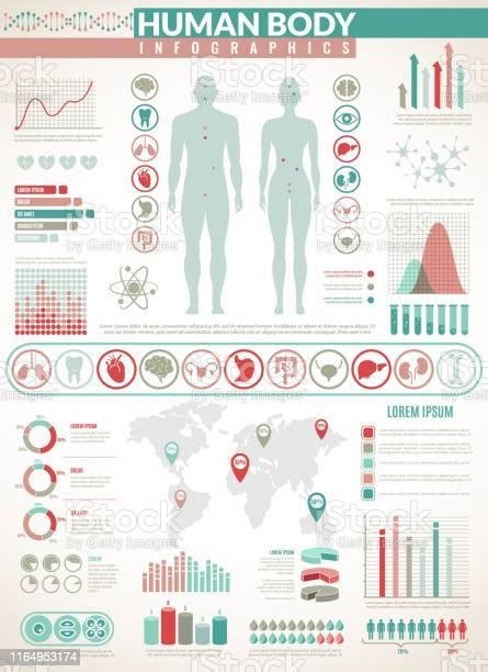 바디 인포그래픽 차트 다이어그램 및 그래프 내부 장기 아이콘과 인간의 건강 의료 벡터 해부학 인포 그래픽 건강관리와 의술에 대한 스톡 벡터 아트 및 기타 이미지 Istock