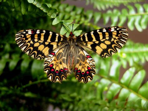 Zerynthia Cassandra Taxonomiesystematik Schmetterlinge Bestimmen
