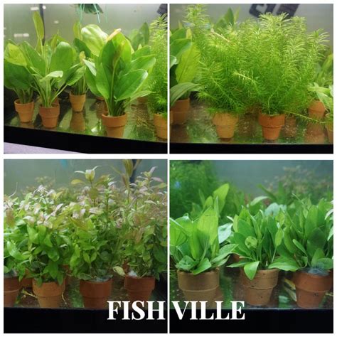 ต้นไม้กระถางหลากหลายพันธ์ลงร้านนะครับ สำหรับลูกค้าที่มีตู้ปลา หรือบ่อปลา สามารถแวะมาเลือกซื้อไม้