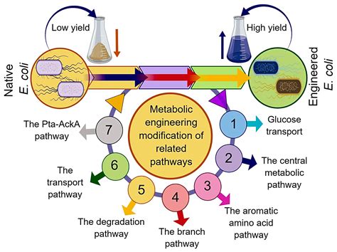 Metabolism Process
