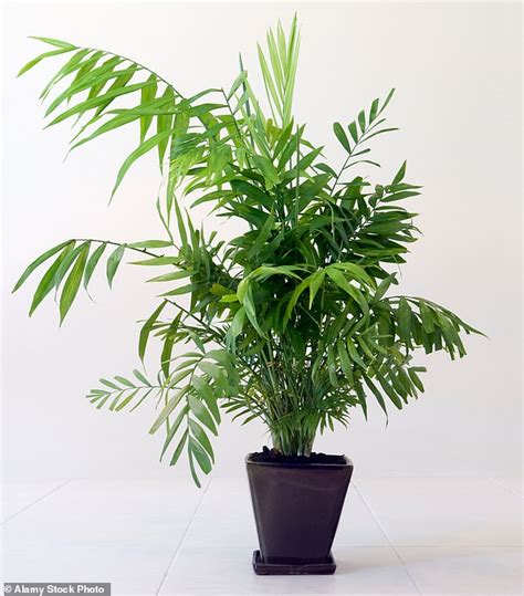 Isolde Walters Asks Could You Sleep Easy On Someone Elses Old Mattress Daily Mail Online