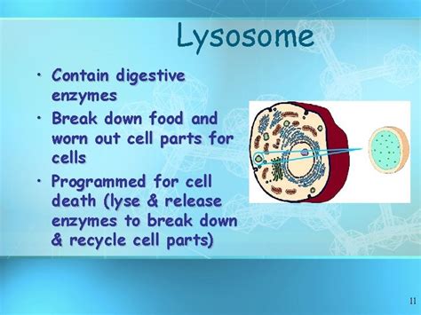 Basic Structure Of A Cell 1 Introduction To