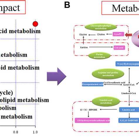 Pathway And Metabolic Networks Analysis A Pathway Analysis With Download Scientific Diagram