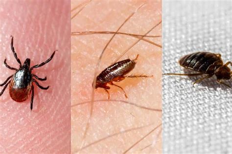 What Attracts Bed Bugs To Your Home Hint Its All In The Smell
