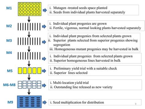 21 Mutation Breeding In Crop Improvement Pptx