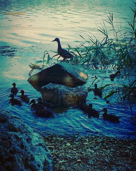 La Mamma è Sempre La Mamma Varesenews