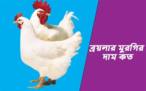 ব্রয়লার মুরগির দাম ২০২৪ Price Fact Bd 24