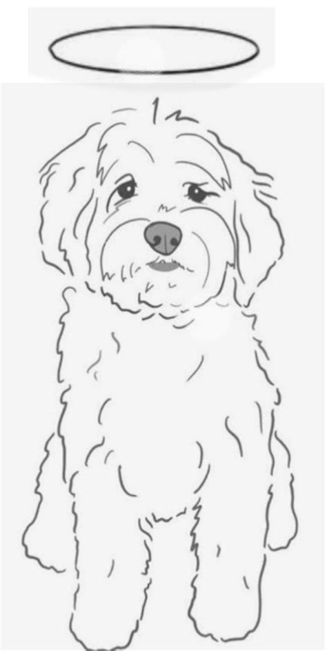 Cockapoo Drawing Step By Step