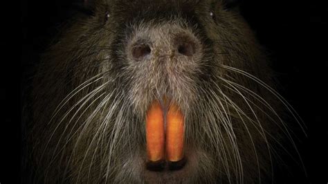 1 Year And 410 Nutria Later The War Against Californias Giant Swamp