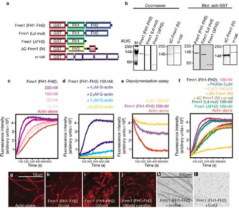 Formin 1 Fh1 Fh2 Nucleates Actin Filaments In Vitroa A Schematic Download Scientific