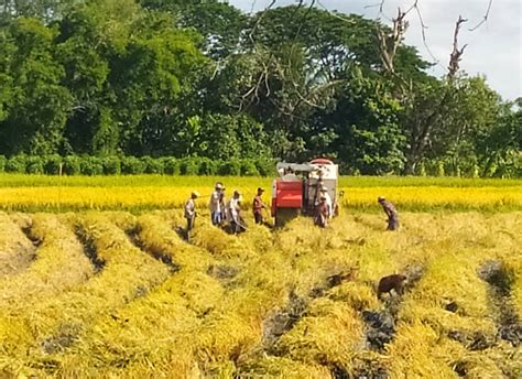 ပေါင်းတည်၌ ရတနာတိုး နွေစပါး စံပြစိုက်ခင်း ရိတ်သိမ်း အရည်အသွေးမီ စပါးများထွက်ရှိ Information