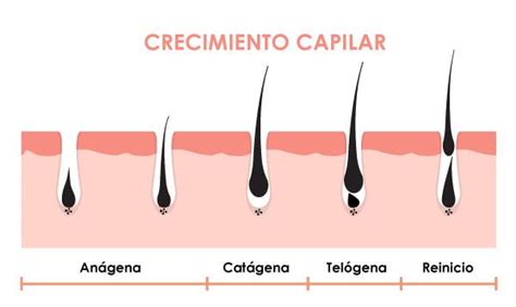El Pelo Que Se Cae De Raíz Vuelve A Crecer ¿mito O Realidad Volví