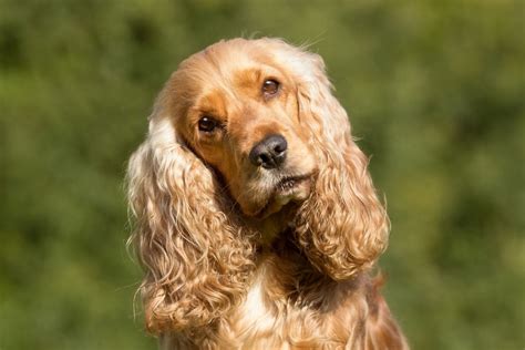 Cocker Spaniels And Families 13 Things You Should Know Easy Spaniel