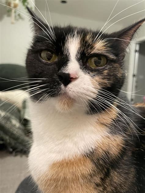 Junebugs Blotched Face 🥰 R Blotchfacecats