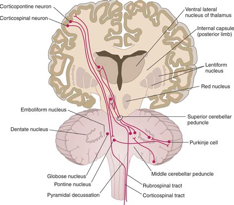 Cerebellar Pathways Medical Anatomy Brain Anatomy Medical Knowledge