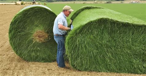 Best Practices For Fodder Conservation Hay And Silage Making