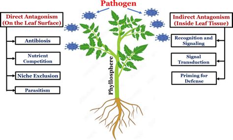Phyllosphere Microbiome Mediated Plant Defense From Natural Biocontrol