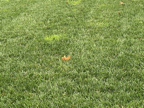 Weed Identification Rlawncare