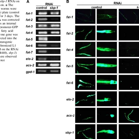 Effect Of Fatty Acid On The Phenotypes Of Sbp 1 Rnai Worm A The Download Scientific Diagram